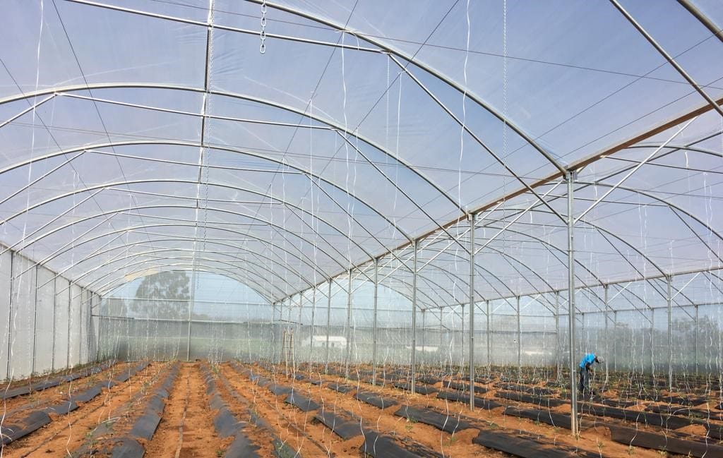 Invernadero Euro | Tropical Invernaderos