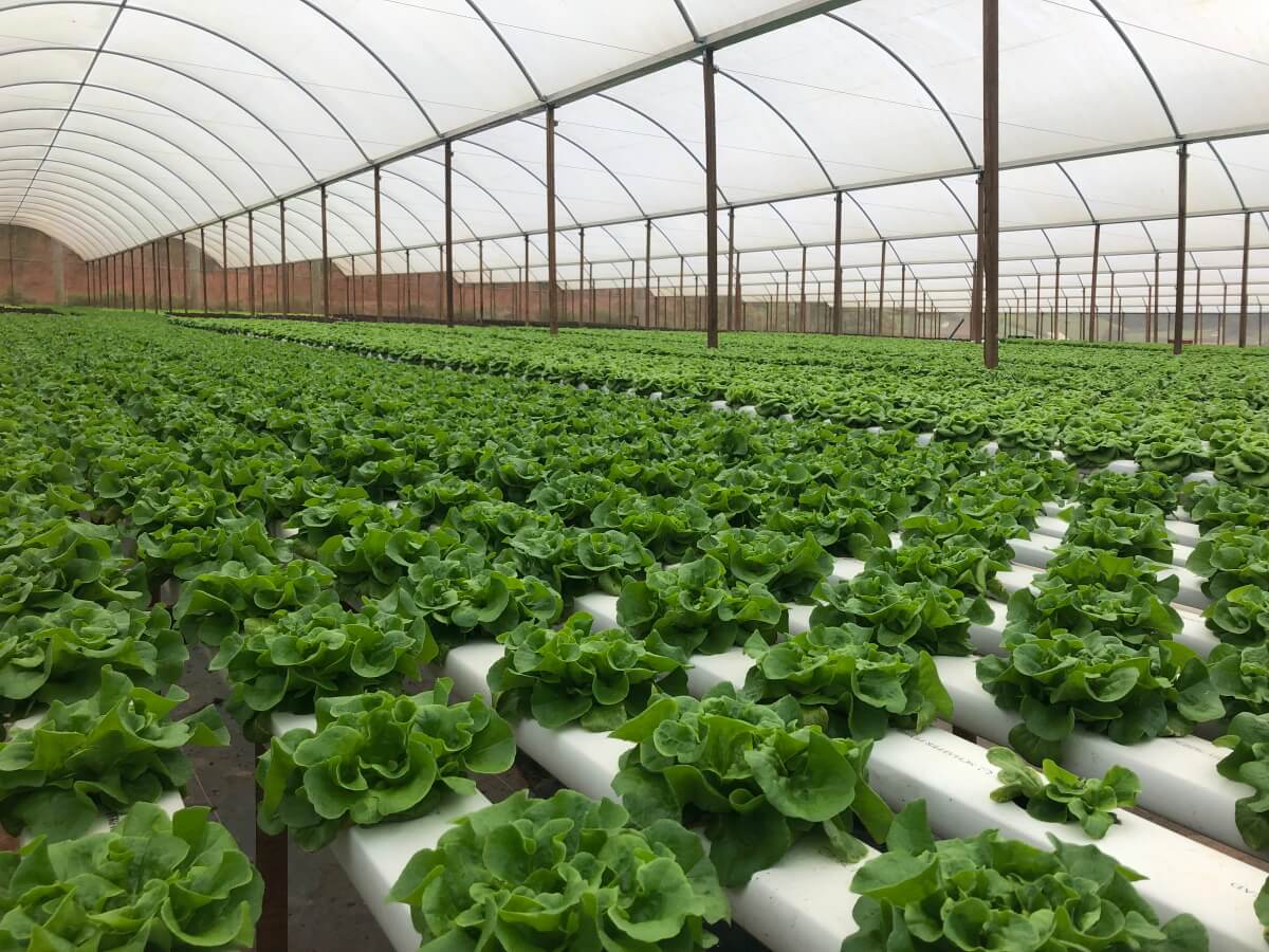 Invernadero Premium | Tropical Invernaderos