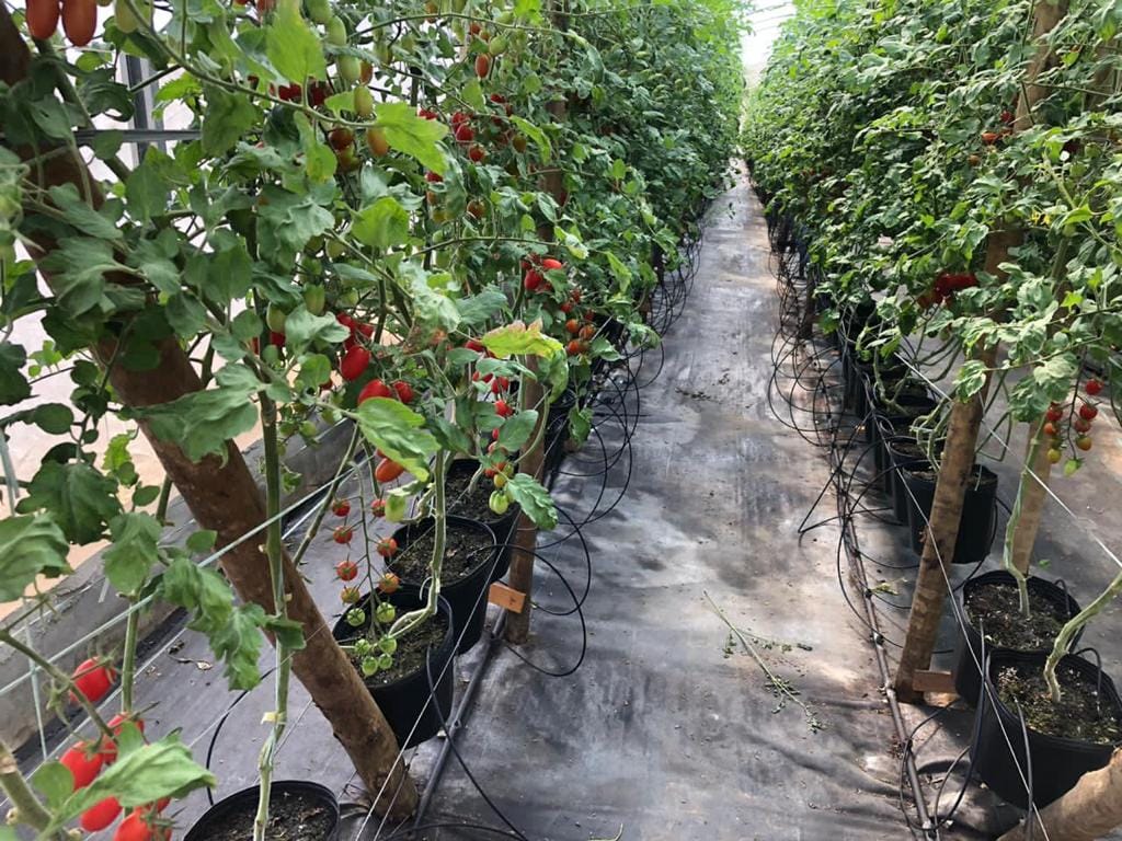 Riego e Baarra Mobile | Tropical Invernaderos