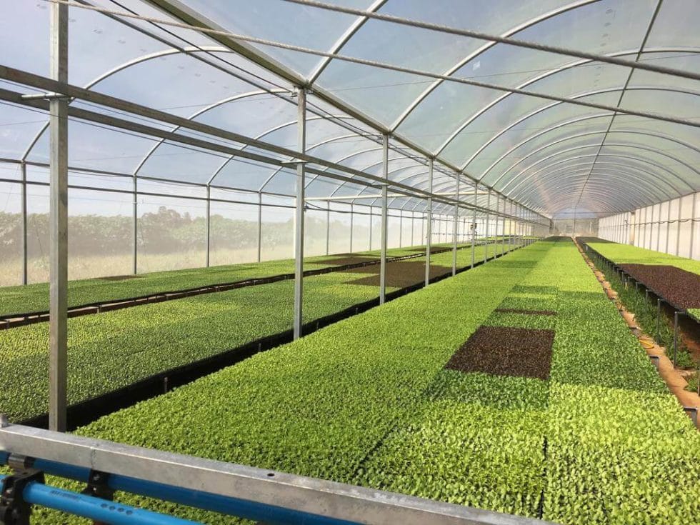 Tropical Invernaderos | LÍDER en el mercado de Invernaderos Agrícolas