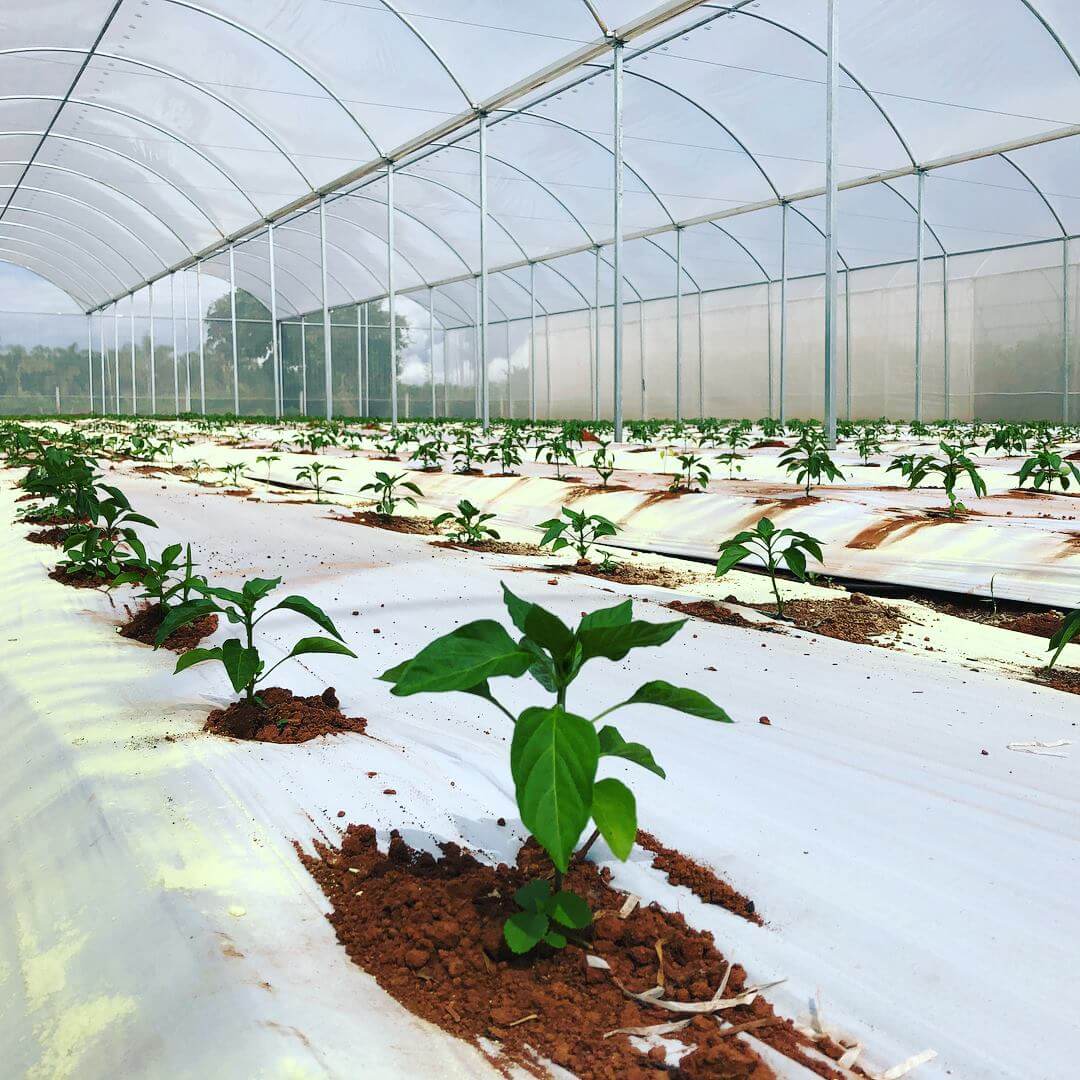 Invernadero LIGHT | Tropical Invernaderos