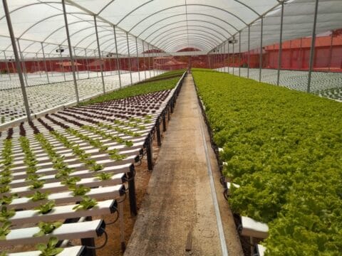 ¿Qué son los invernaderos agrícolas y cuáles son sus beneficios ...