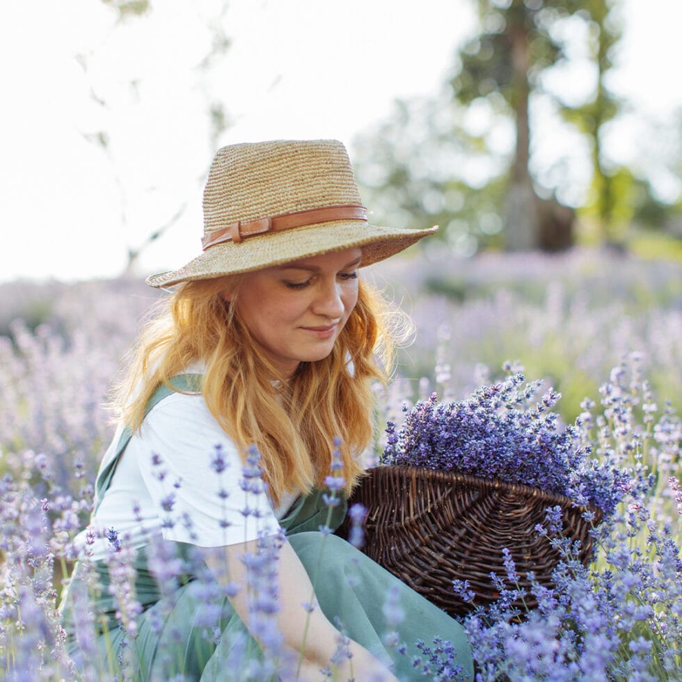 Pasos para cultivar lavanda | Tropical Invernaderos