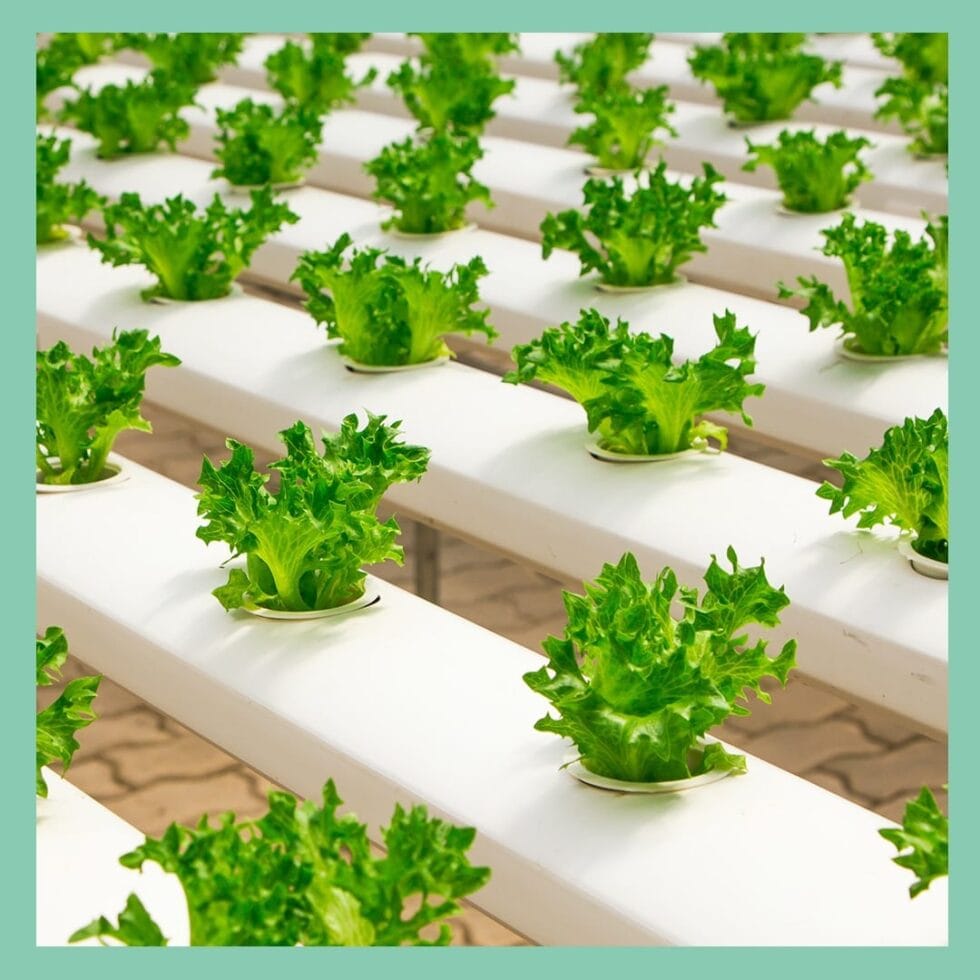 ¿Qué es el cultivo hidropónico? | Tropical Invernaderos